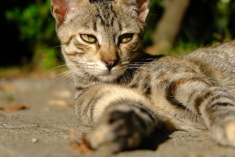 Cute wild cat at park stock image. Image of tabby, stanbul - 157552851