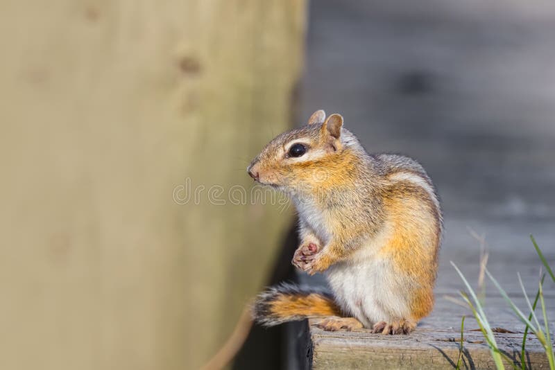 Cute Wild Chipmunk Holding Seeds with Paws on the Fence Under Evening ...