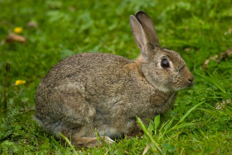 Cute Wild European Rabbit stock photo. Image of brown - 3569090
