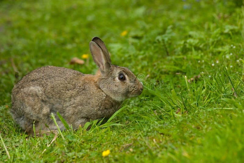 Wild European rabbits stock photo. Image of details, close - 32839642