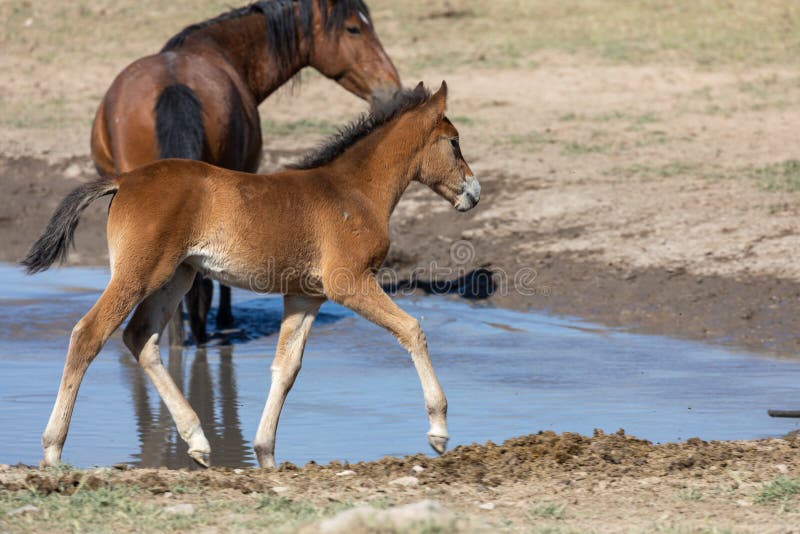 Cute Wild Horse Foal in Spring Stock Image - Image of animal, equine ...