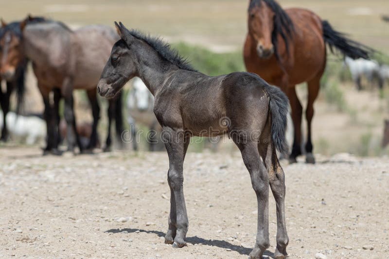 Cute Wild Horse Foal in the Desert in Spring Stock Image - Image of ...