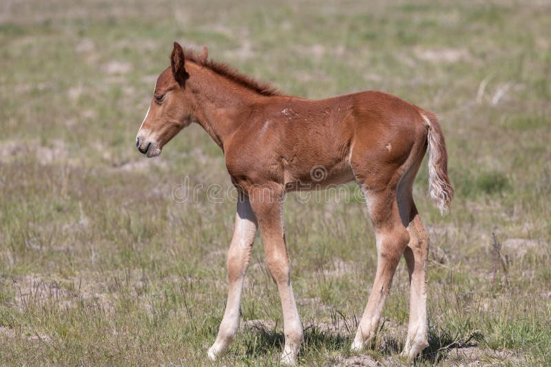 Cute Wild Horse Foal in Spring Stock Image - Image of mustang, wildlife ...