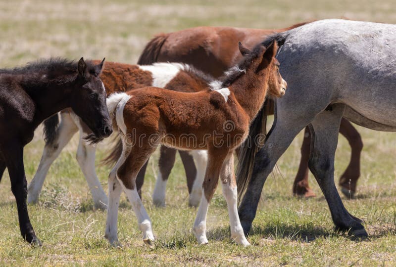 Cute Wild Horse Foal stock photo. Image of freedom, onaqui - 152027878