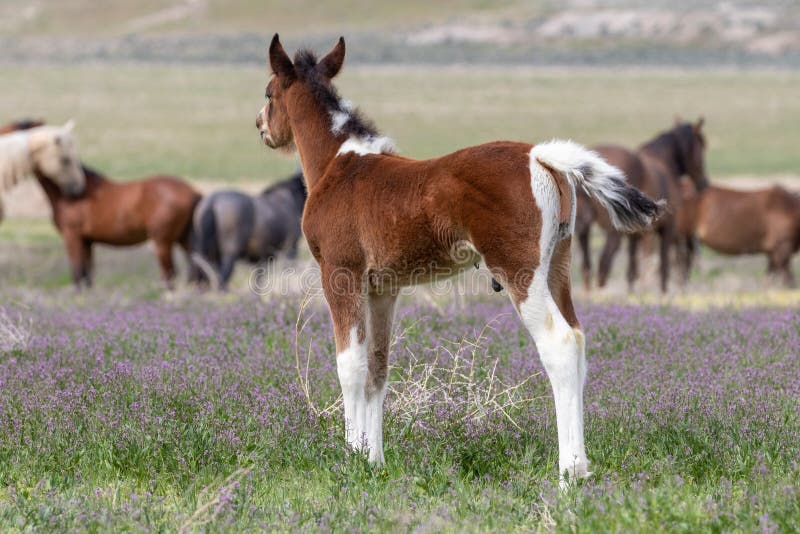 Cute Wild Horse Foal in Spring Stock Image - Image of mustang ...