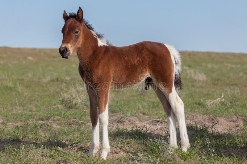 Cute Wild Horse Foal in Spring in Utah Stock Photo - Image of freedom ...