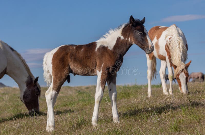 Cute Wild Horse Foal in Spring in Utah Stock Image - Image of freedom ...