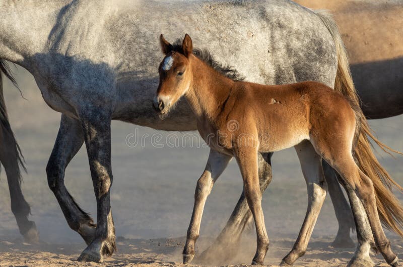 Cute Wild Horse Foal in Spring Stock Image - Image of animal, equine ...