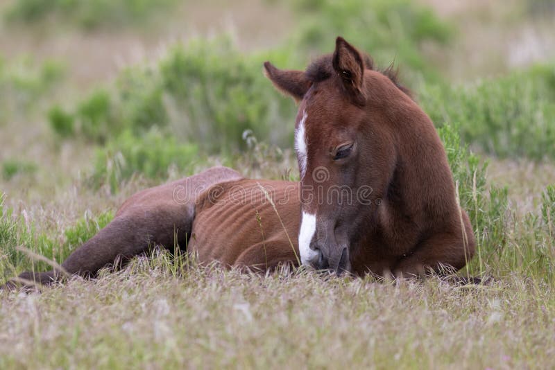 Cute Wild Horse Foal in Utah Stock Photo - Image of freedom, equine ...
