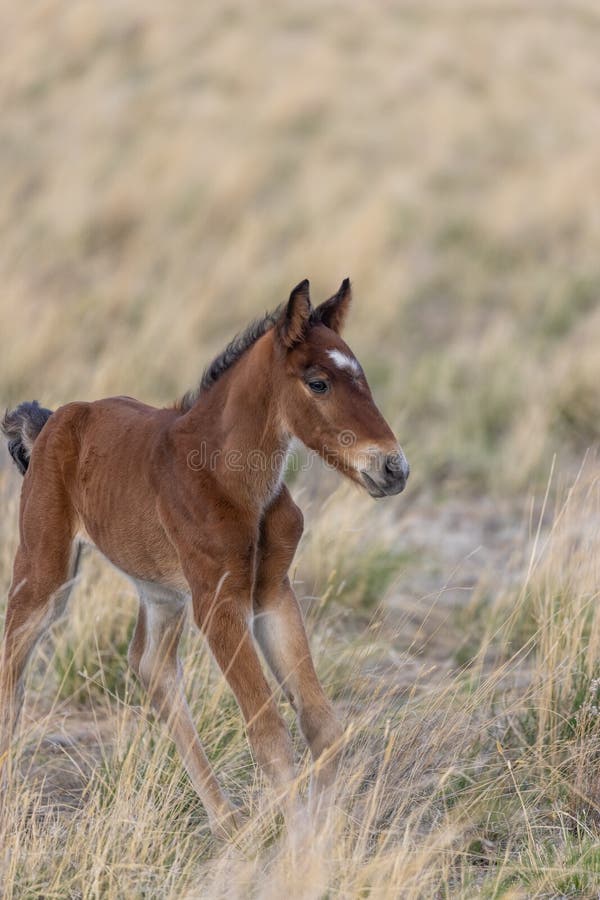 Cute Wild Horse Foal in Utah Stock Photo - Image of wildlife, horse ...