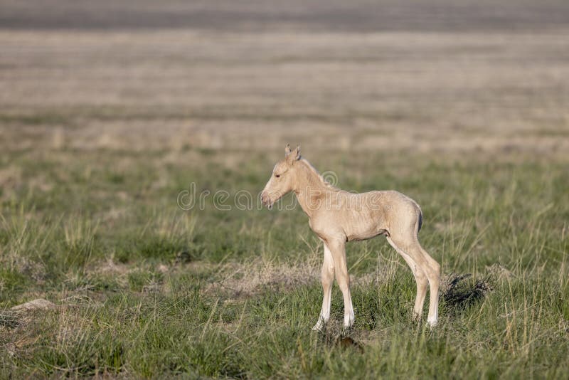 Wild Horse Foal in Spring in the Utah Desert Stock Image - Image of ...