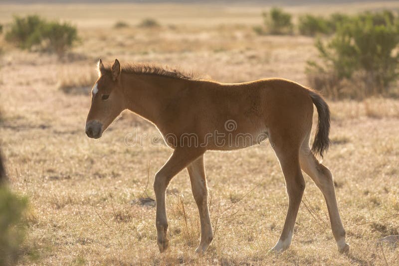 Cute Wild Horse Foal in Utah Stock Photo - Image of spring, mammal ...