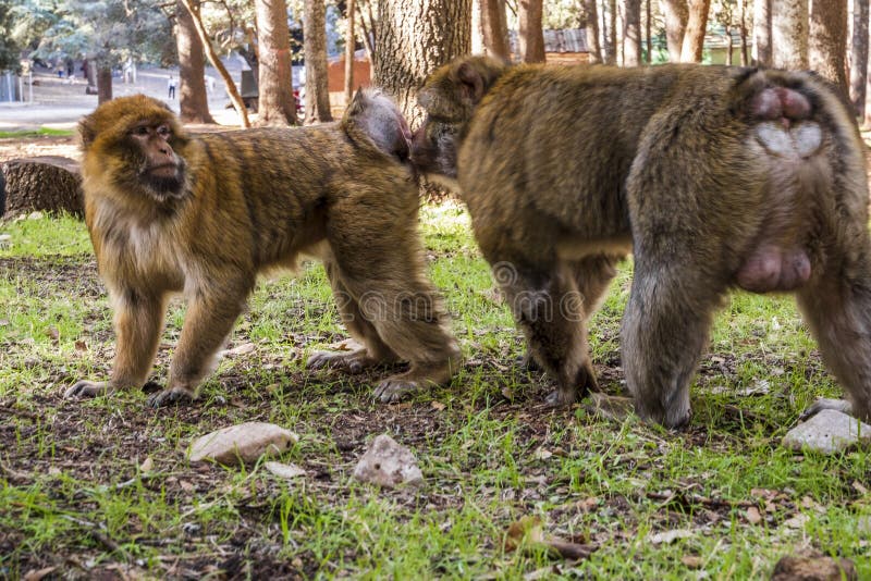 Cute Wild Monkey in the Cedar Forest, Ifrane, Morocco Stock Image ...