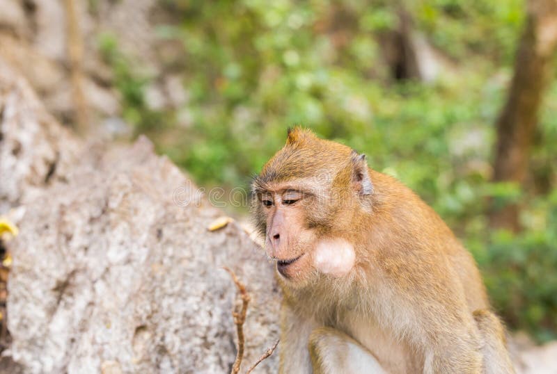 Cute wild monkey stock photo. Image of head, symbol, real - 72317540