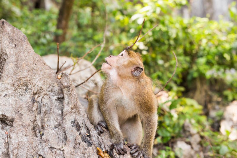 Cute wild monkey stock image. Image of smile, crazy, primate - 72318721