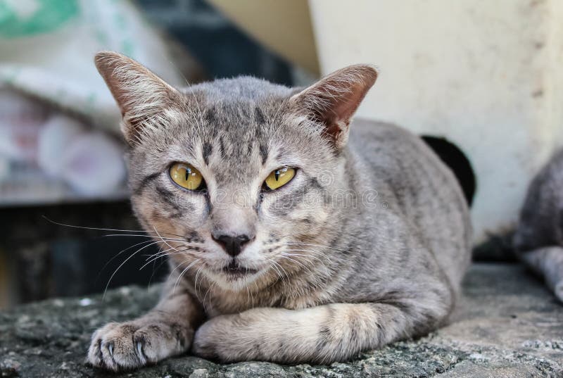 Cute wildcat baby stock image. Image of compassion, face - 25580157