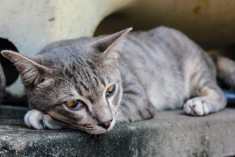 Cute wildcat baby stock photo. Image of baby, striped - 14321544