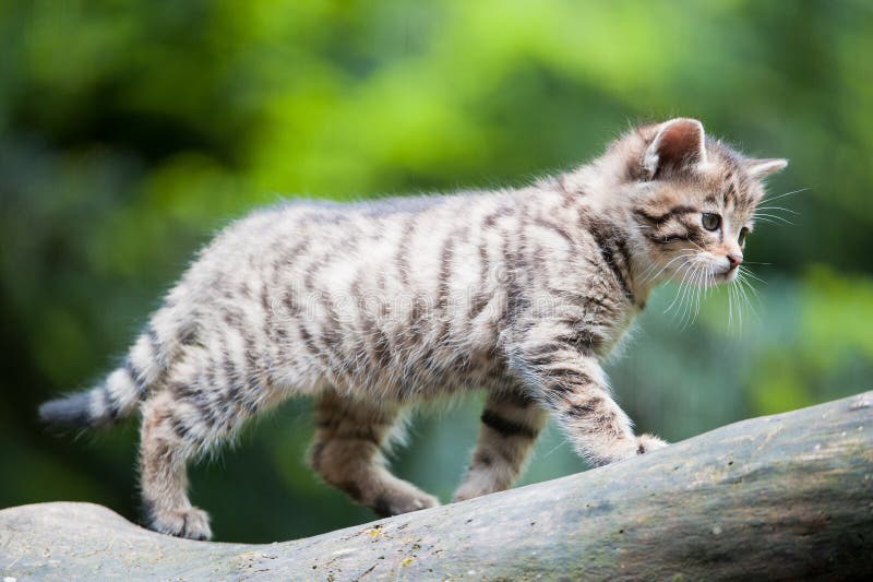 Cute wildcat baby stock photo. Image of sweet, wildcat - 14321472