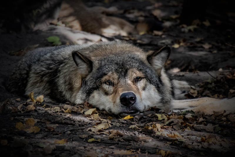 Cute Wolf Lying in the Forest. Stock Image - Image of nature, forest ...