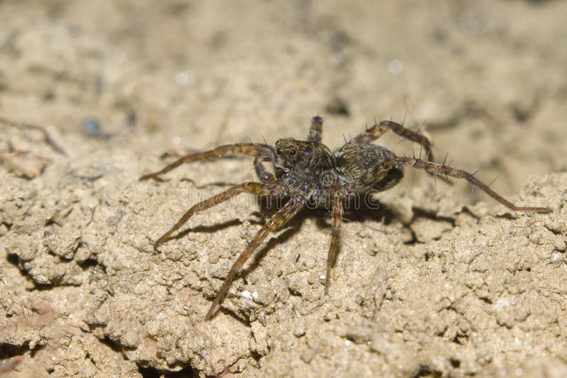 Cute European Wolf Spider Stock Photos - Free & Royalty-Free Stock ...