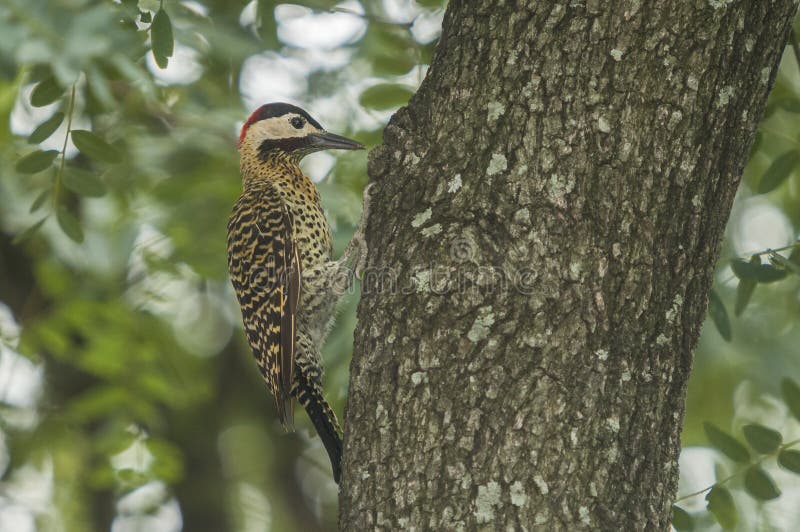 Cute Woodpecker Bird Peeking Out Stock Image - Image of bird ...