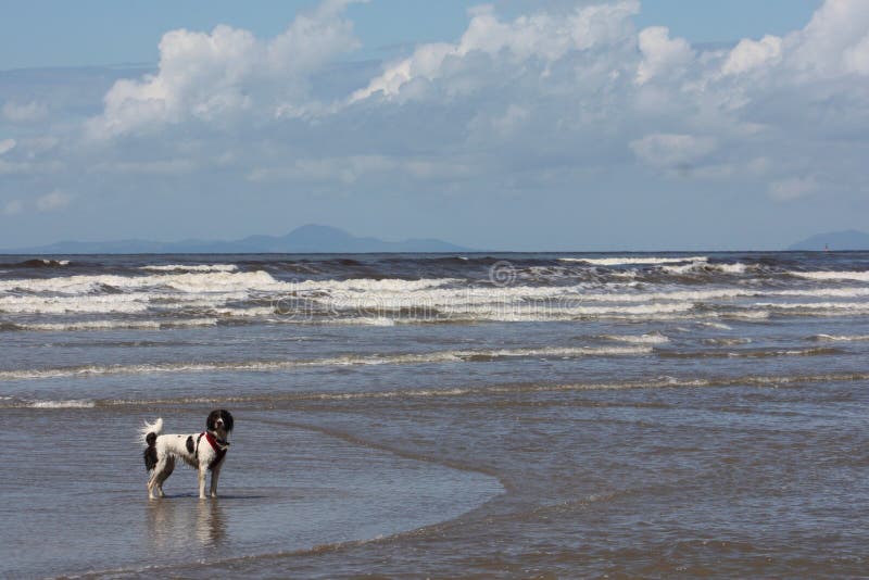 A Cute Working Type English Springer Spaniel Playing in the Sea Stock ...