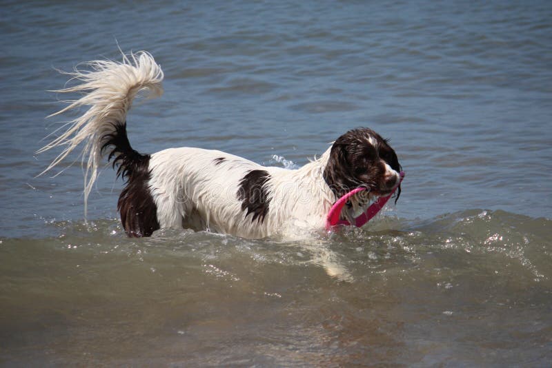 A Cute Working Type English Springer Spaniel Playing in the Sea Stock ...