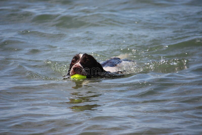 A Cute Working Type English Springer Spaniel Playing in the Sea Stock ...
