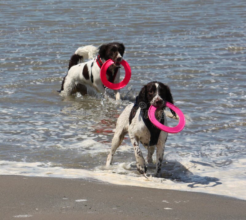 Cute Working Type English Springer Spaniels Playing in the Sea Stock ...