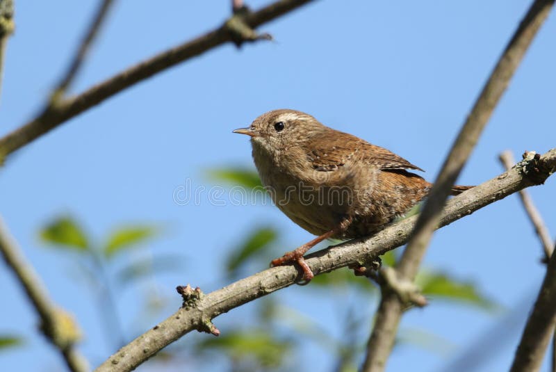 1,712 Cute Wren Stock Photos - Free & Royalty-Free Stock Photos from ...