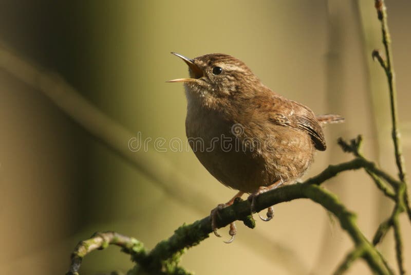 1,842 Cute Wren Stock Photos - Free & Royalty-Free Stock Photos from ...