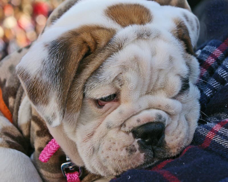 Cute, wrinkled dog puppies stock photo. Image of funny - 16984388