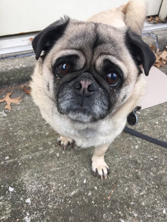 Pug is life stock photo. Image of brown, cute, wrinkled - 102518128