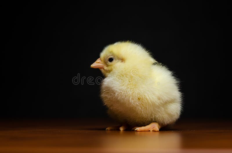 Cute yellow baby chick stock photo. Image of happiness - 22013426