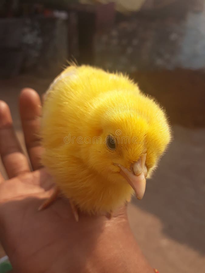 A cute yellow baby chick stock photo. Image of baby - 136664352