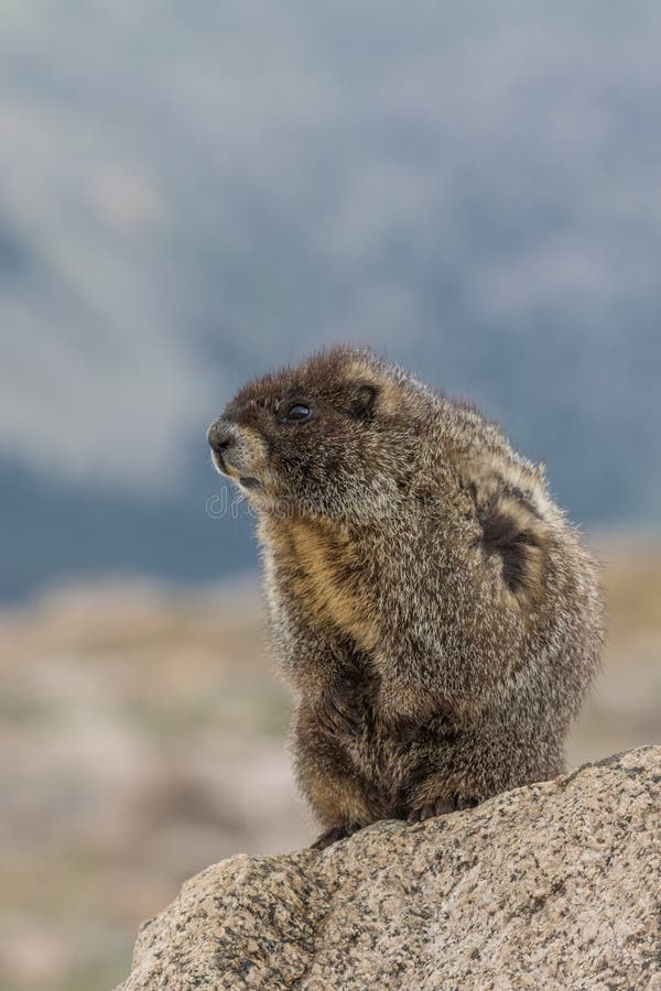 Yellow Bellied Marmot Close Up Stock Photo - Image of outdoors, bellied ...