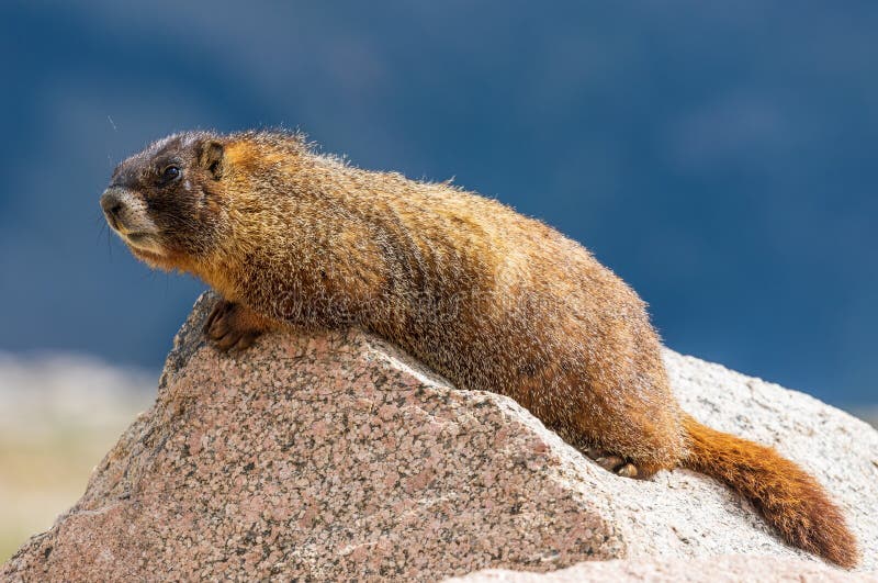 Marmot on a Rock stock photo. Image of tundra, rodent - 10473216