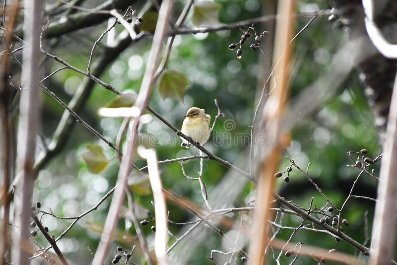 Cute Yellow Bird between Trees and Bushes Stock Image - Image of ...