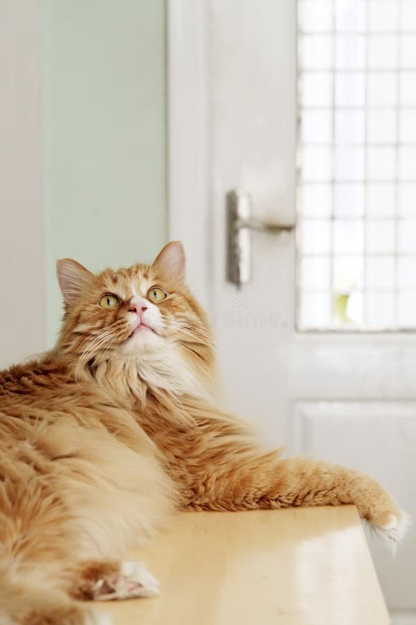 Cute yellow cat stock photo. Image of domestic, animal - 9483826