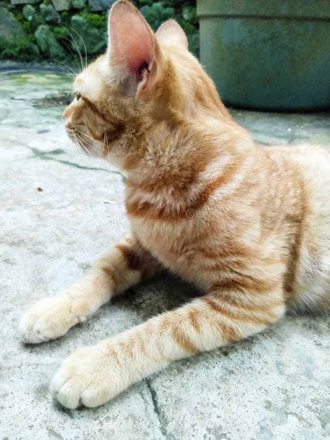 Cute Yellow Cat with Brown Stripes Stock Image - Image of mammals, cats ...