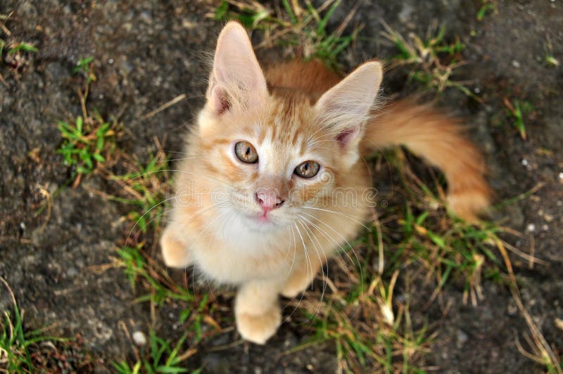 Cute Yellow Cat Kitty Head Eye Closeup Stock Photo - Image of cute ...