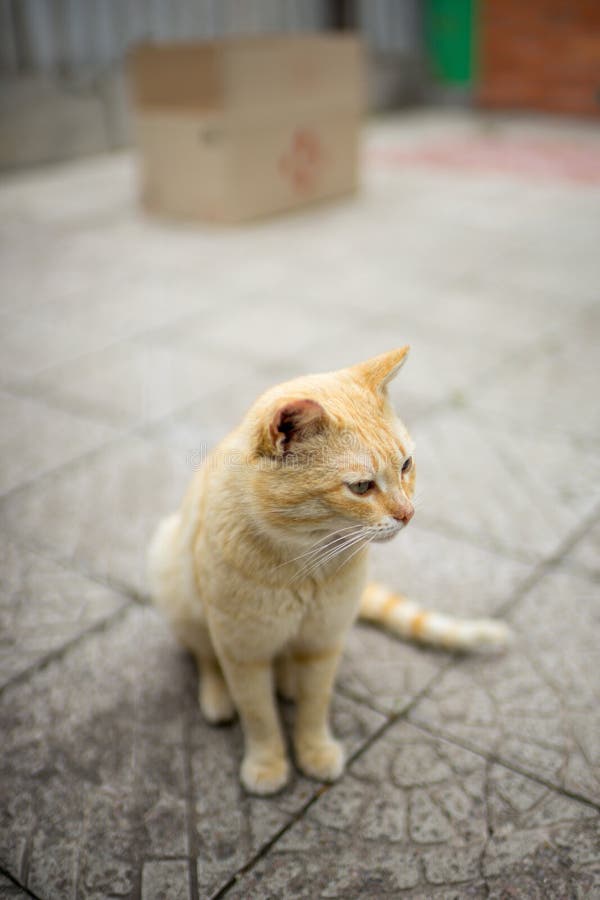 Cute Yellow Cat is Sitting on the Street Stock Image - Image of face ...