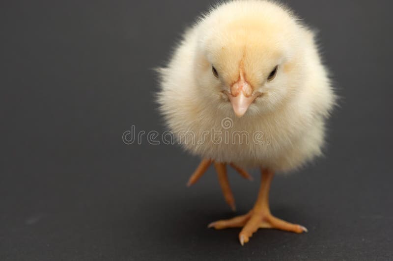 Cute Yellow Chick Goes. Isolated on Black Background Stock Image ...