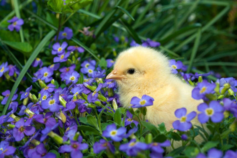 Cute yellow chick stock photo. Image of animal, feathering - 67423974