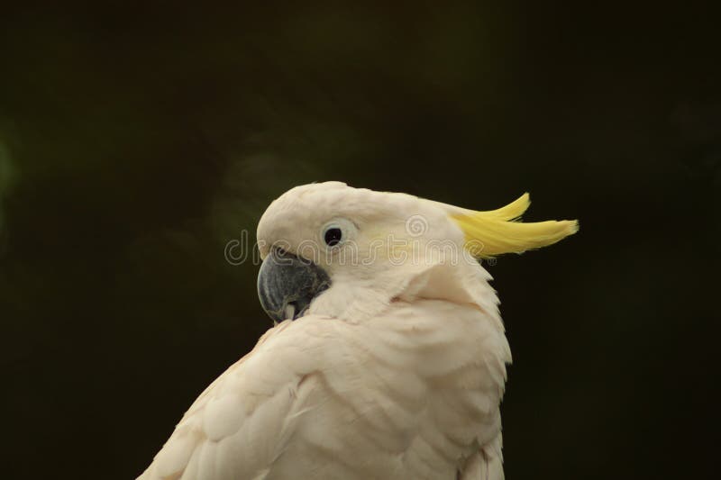 Cute Yellow Crested White Parrot Stock Photo - Image of green, branch ...