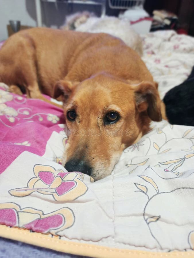 Cute Yellow Dog Lying Down Looking Suspiciously Stock Image - Image of ...