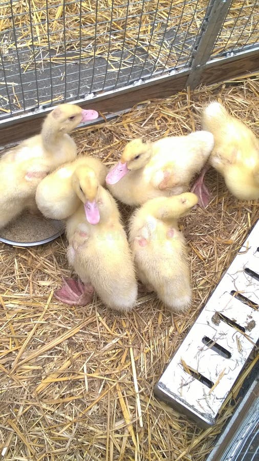 Yellow ducks in a row stock photo. Image of yellow, bright - 36340686