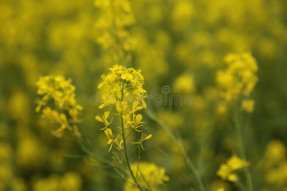 Cole flower stock image. Image of fields, flower, yellow - 106616829