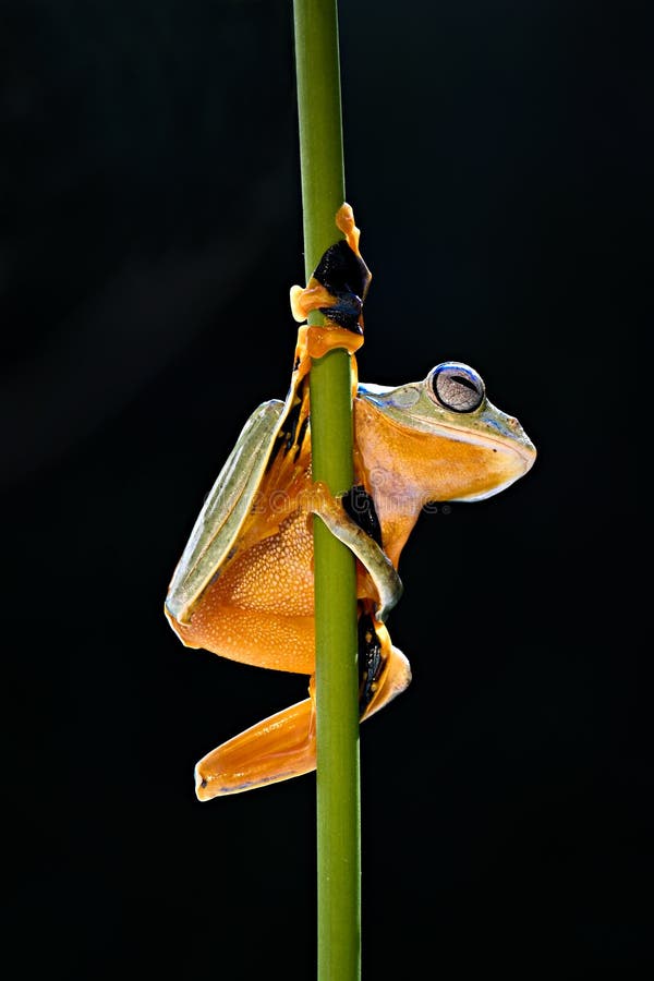 A Cute Yellow Frog is Hanging on a Green Plant Stock Image - Image of ...