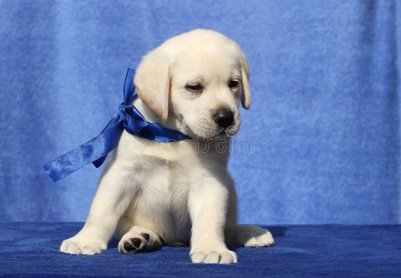Cute Yellow Happy Labrador Puppy in Garden Stock Image - Image of cute ...